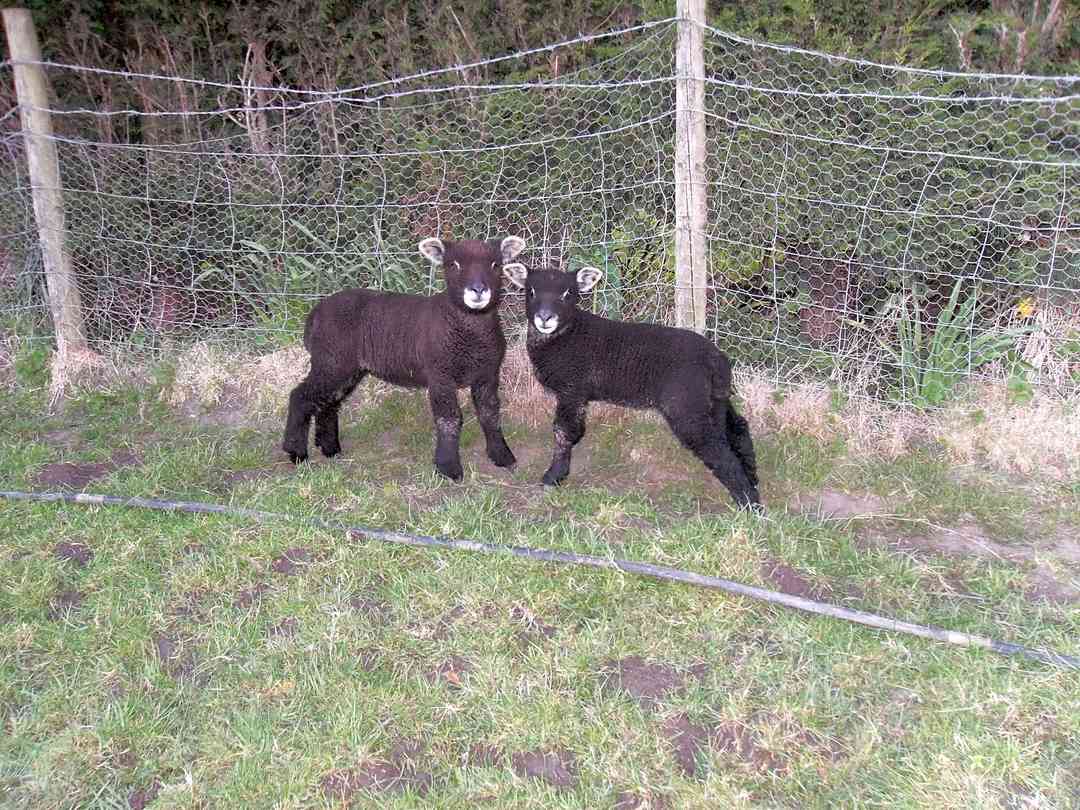 Fell View Park Camping and Caravan Site, Preston, Lancashire | Pitchup.com