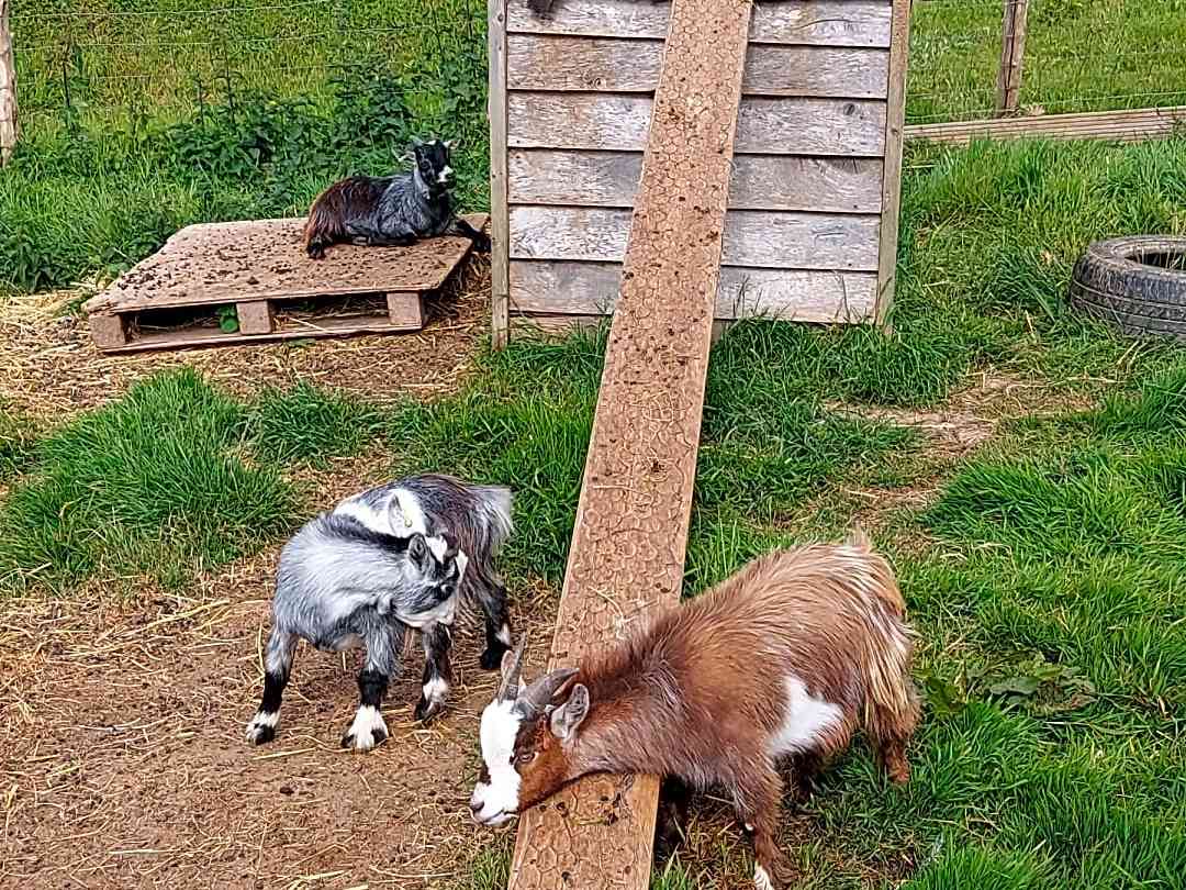 Hale Farm Campsite, Chiddingly, East Sussex - Updated 2026 prices ...