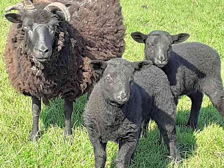 Swithens Farm, Rothwell, West Yorkshire | Pitchup.com