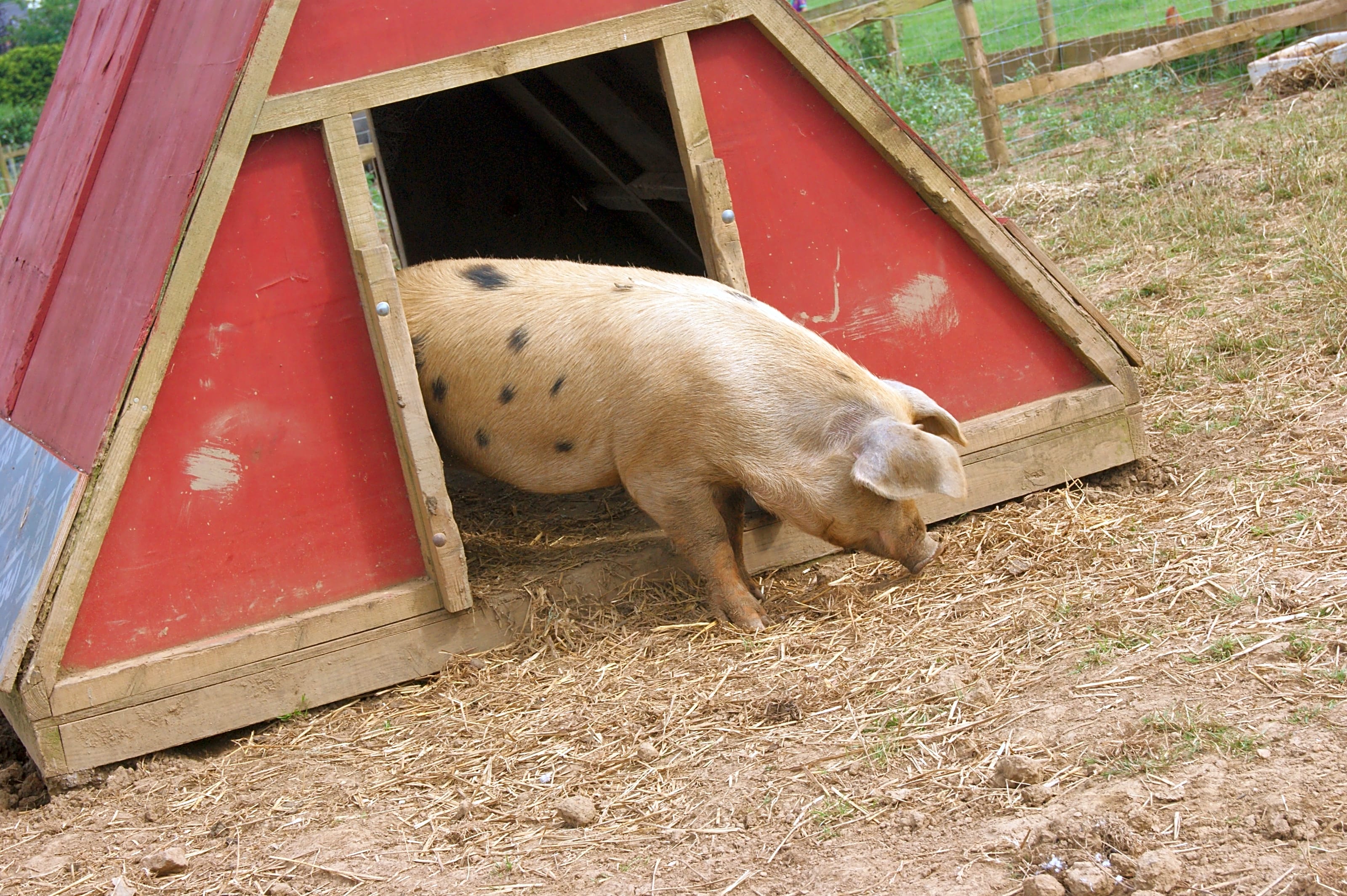 The Pig Place, Banbury - Pitchup®