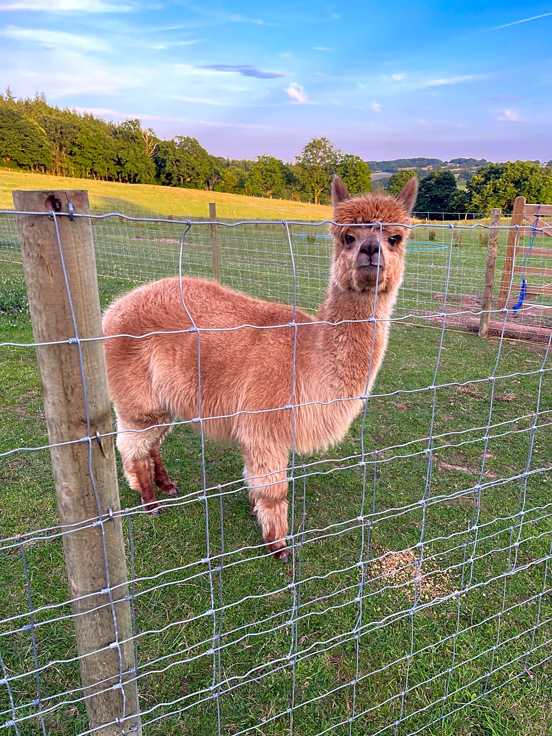 Belvedere Alpaca Ranch, Bewdley, Worcestershire - Updated 2026 prices ...