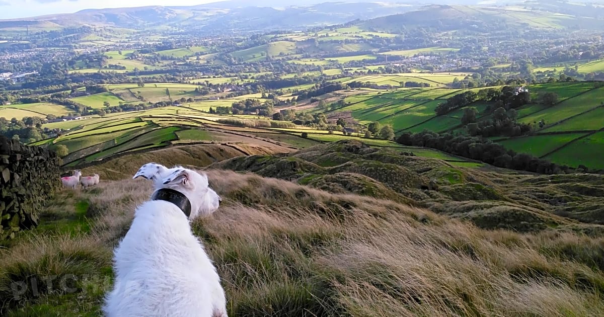 Chinley Camping, Chinley - Pitchup®