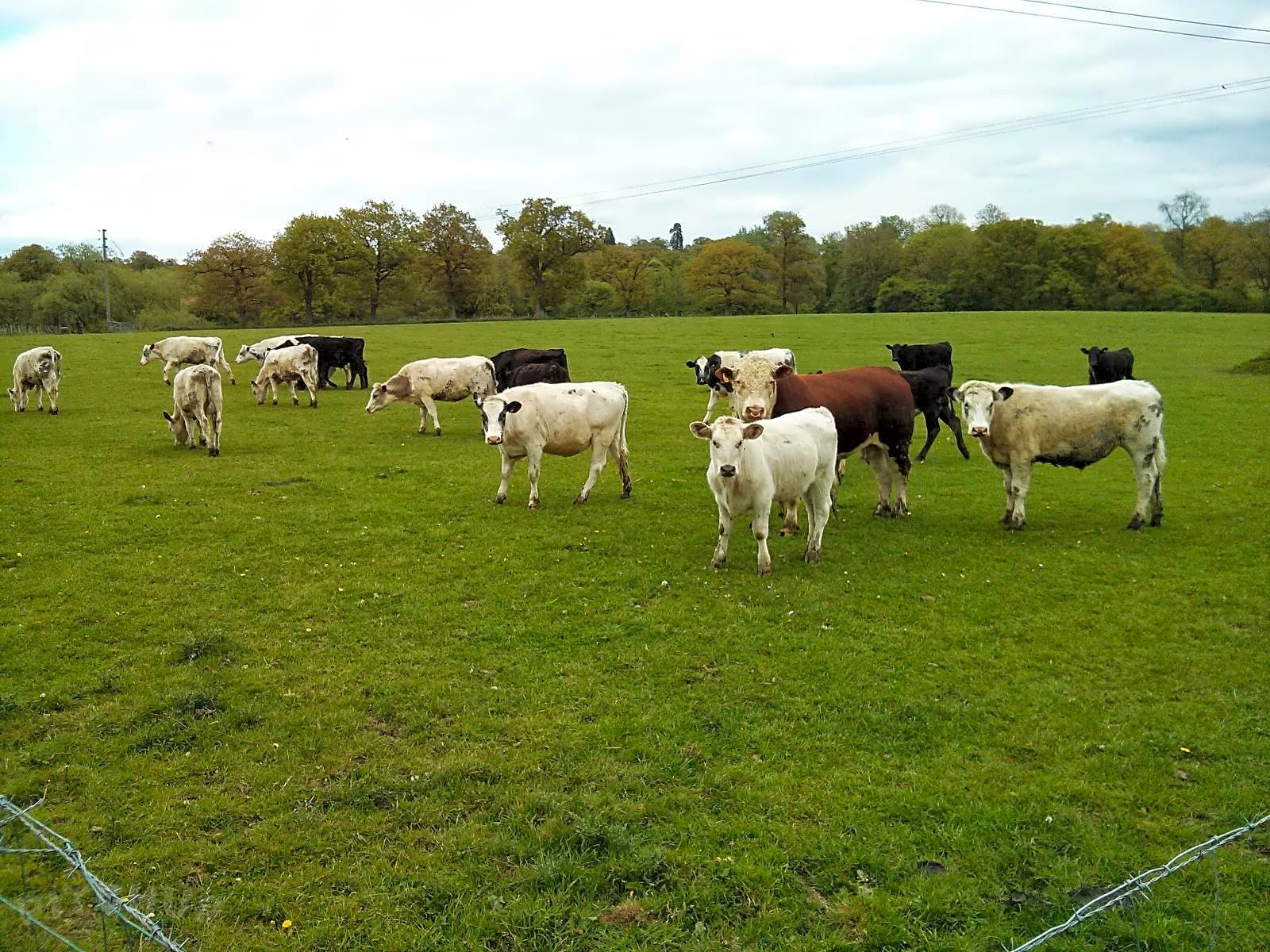 Lower Gages Farm, Dorking - Pitchup®