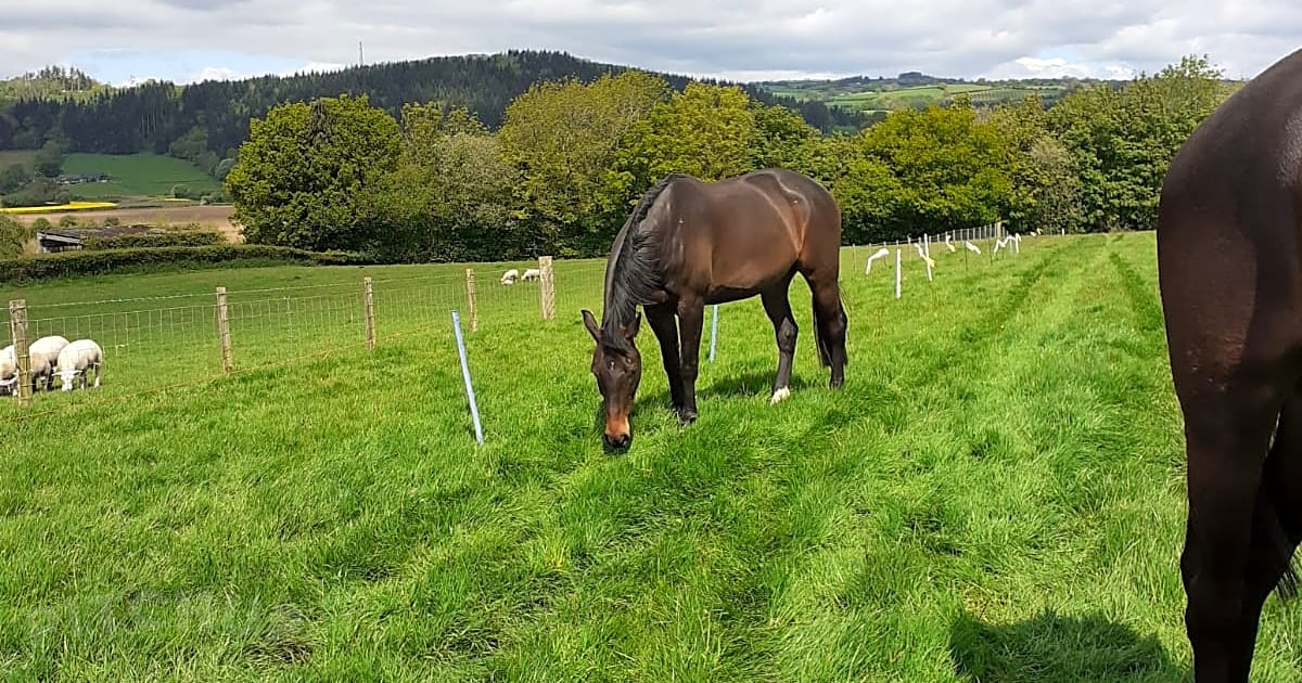 Gypsy Castle Camping, Hay-on-Wye - Updated 2021 prices - Pitchup®