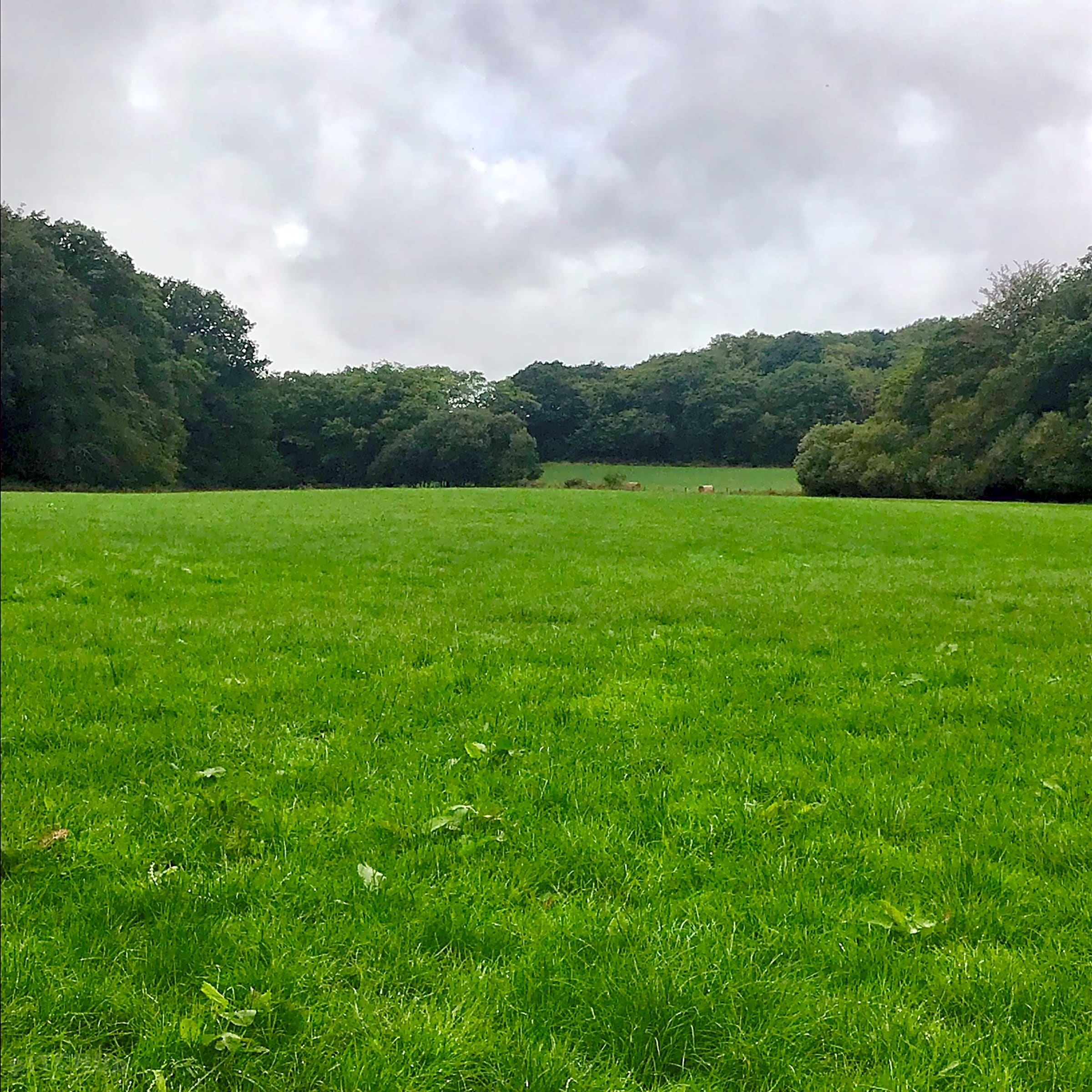 Hayne Farm Campsite, Holsworthy - Pitchup®