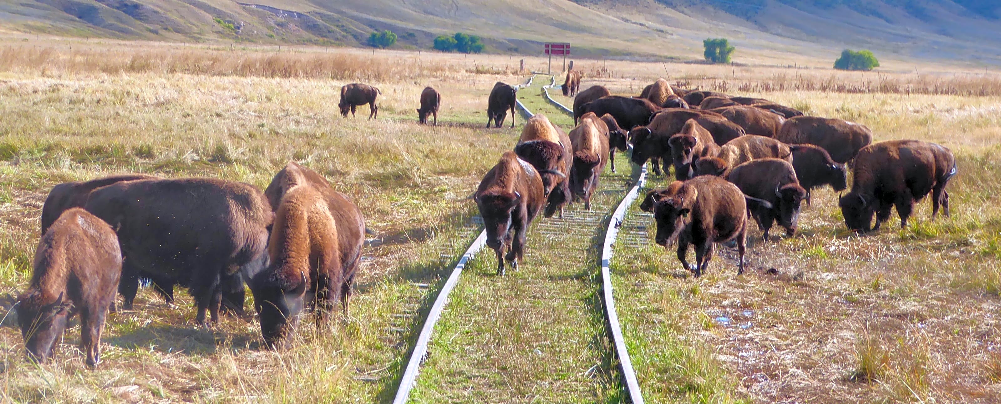 Terry Bison Ranch Resort, Cheyenne - Pitchup®
