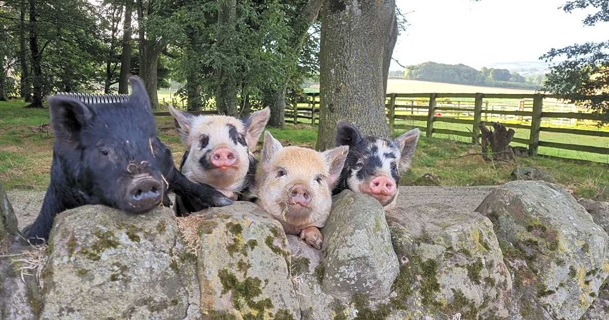 Heckley Farm Camping, Alnwick | Pitchup.com