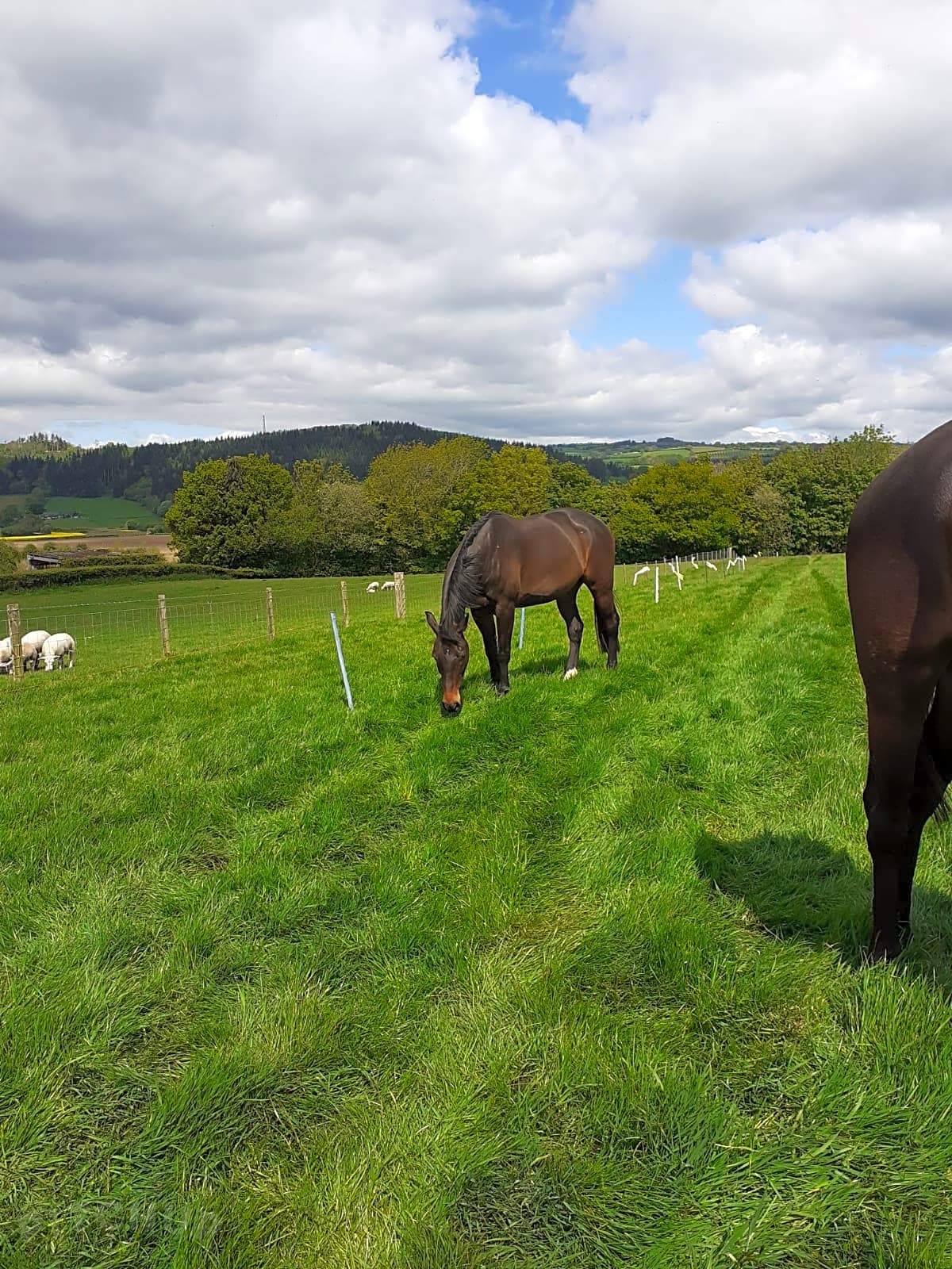 Gypsy Castle Camping, Hay-on-Wye, Powys - Updated 2026 prices | Pitchup.com