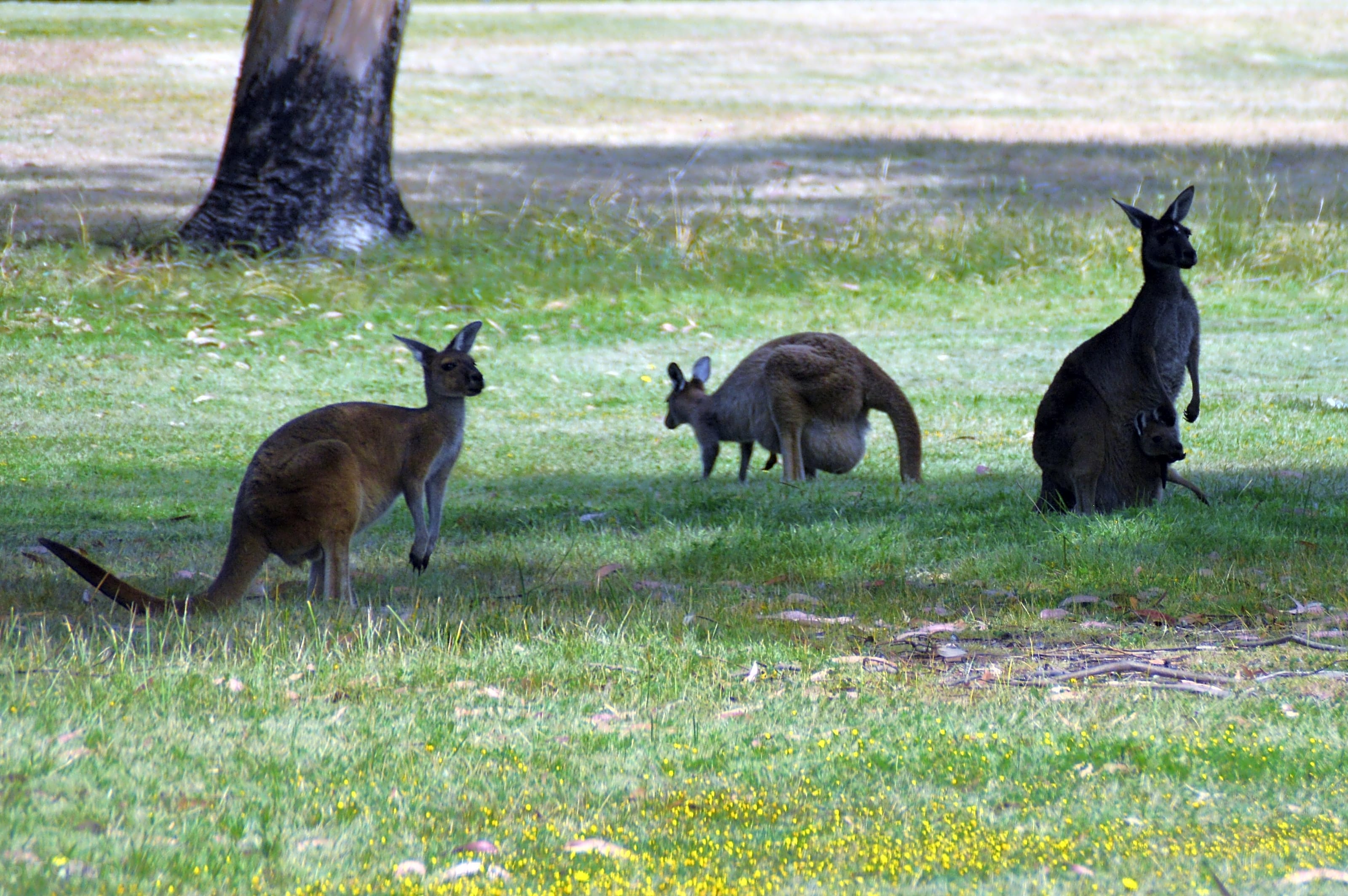 Kalgan River Chalets and Caravan Park, Kalgan, Great Southern | Pitchup.com