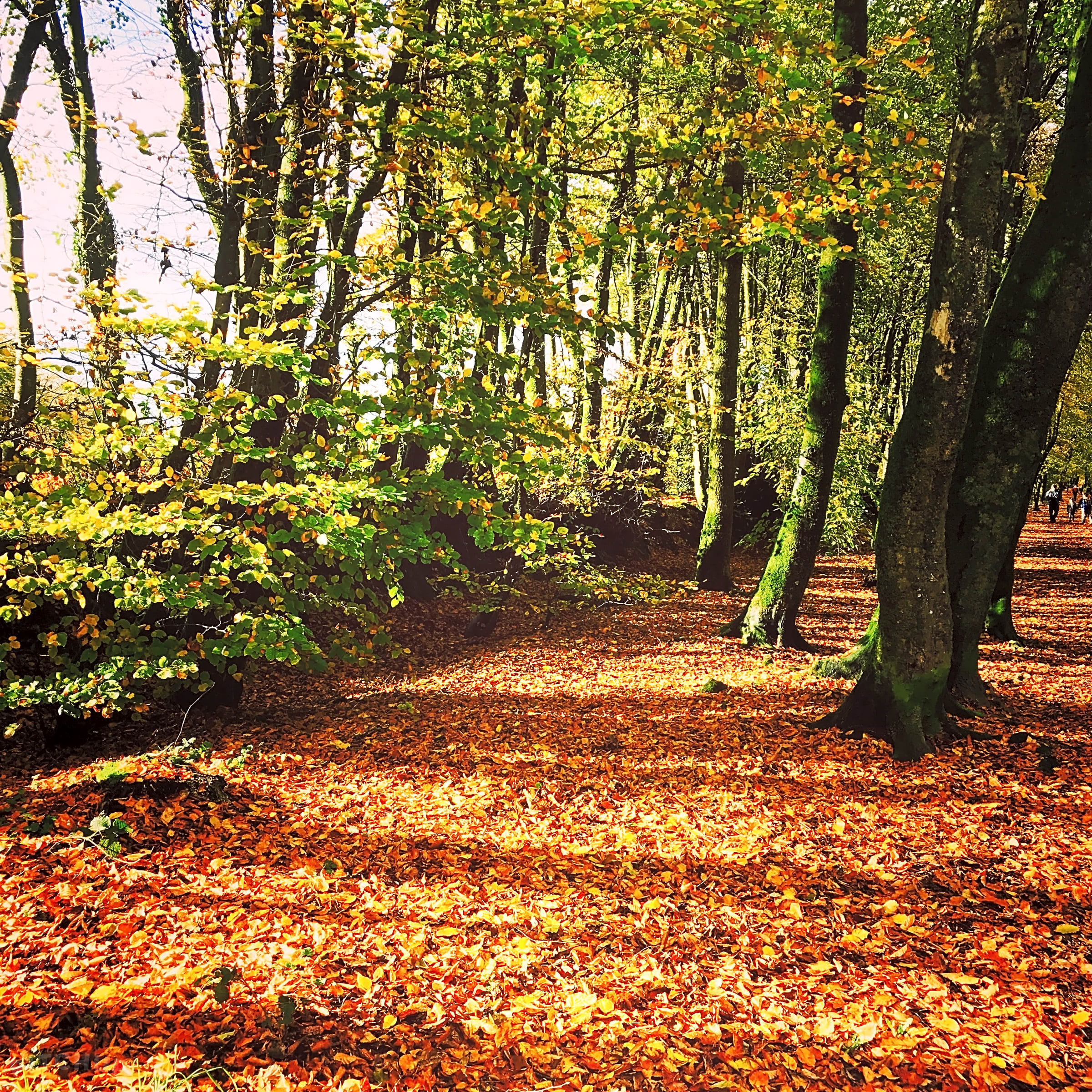 Holly Bush Park Taunton Updated 2020 Prices Pitchup holly-bush-park-taunton-updated-2020-prices-pitchup