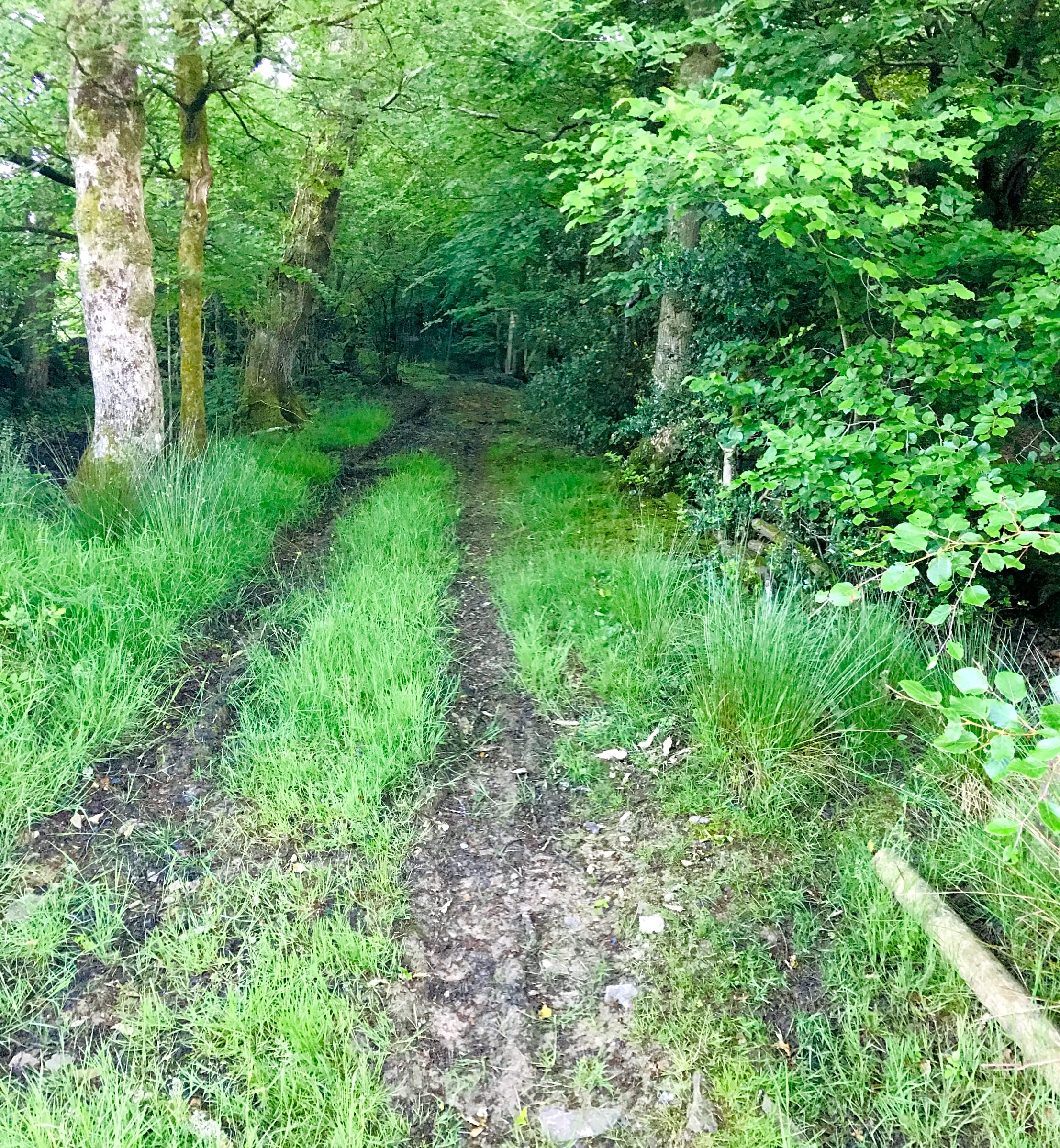 Hayne Farm Campsite, Holsworthy - Pitchup®