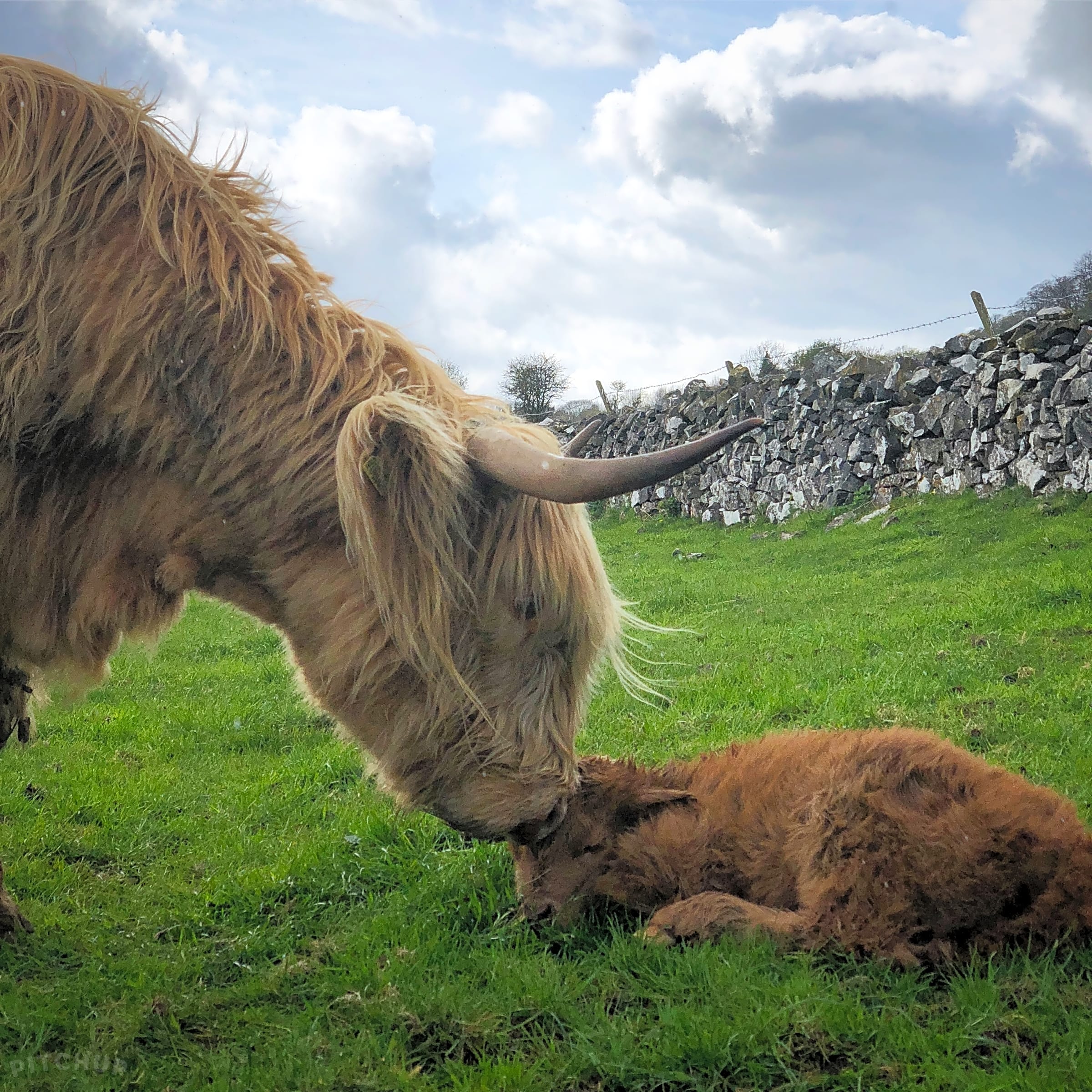 Dale Farm Rural Campsite, Bakewell - Pitchup®