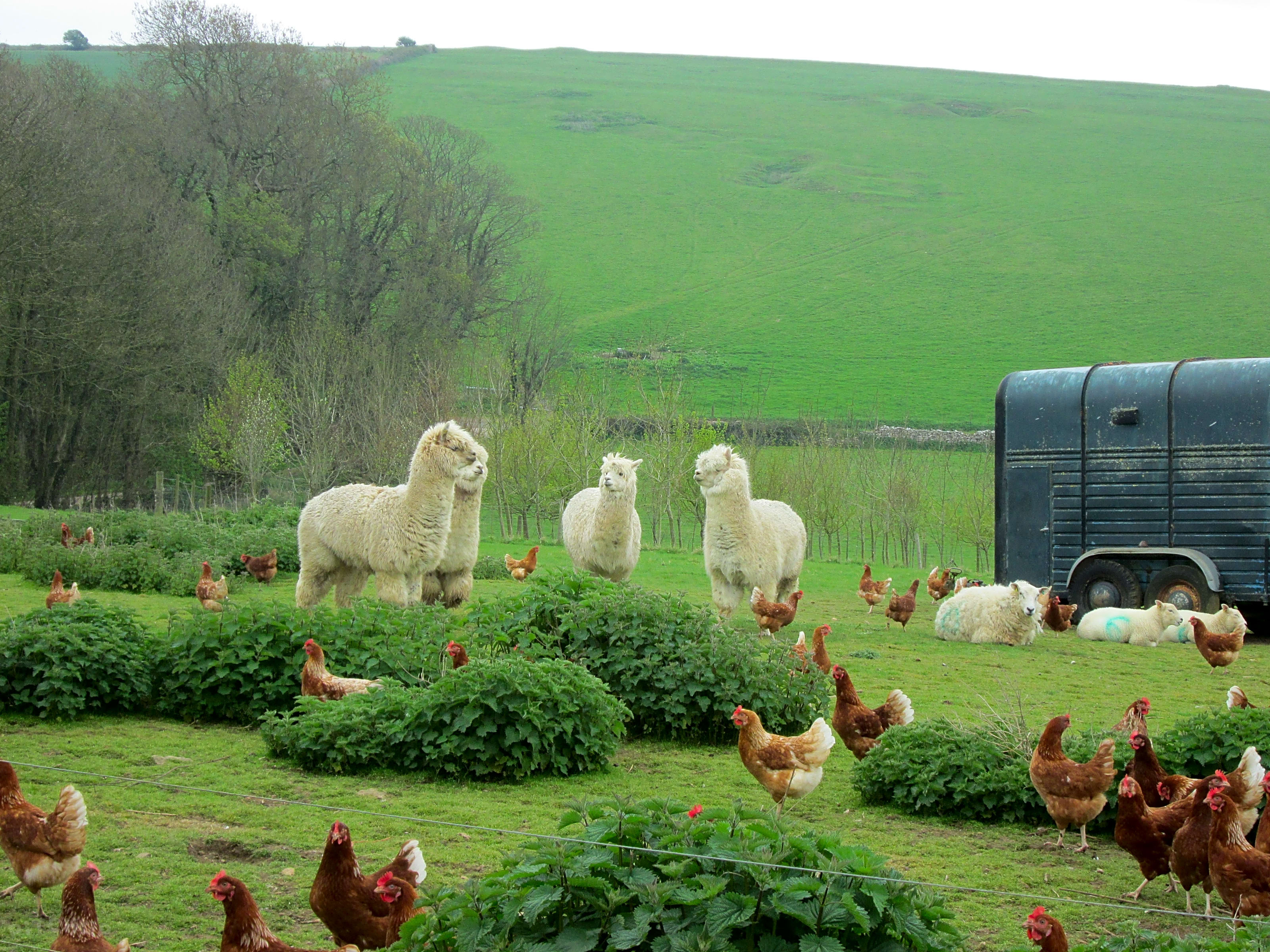 Friar Waddon House, Weymouth - Pitchup®