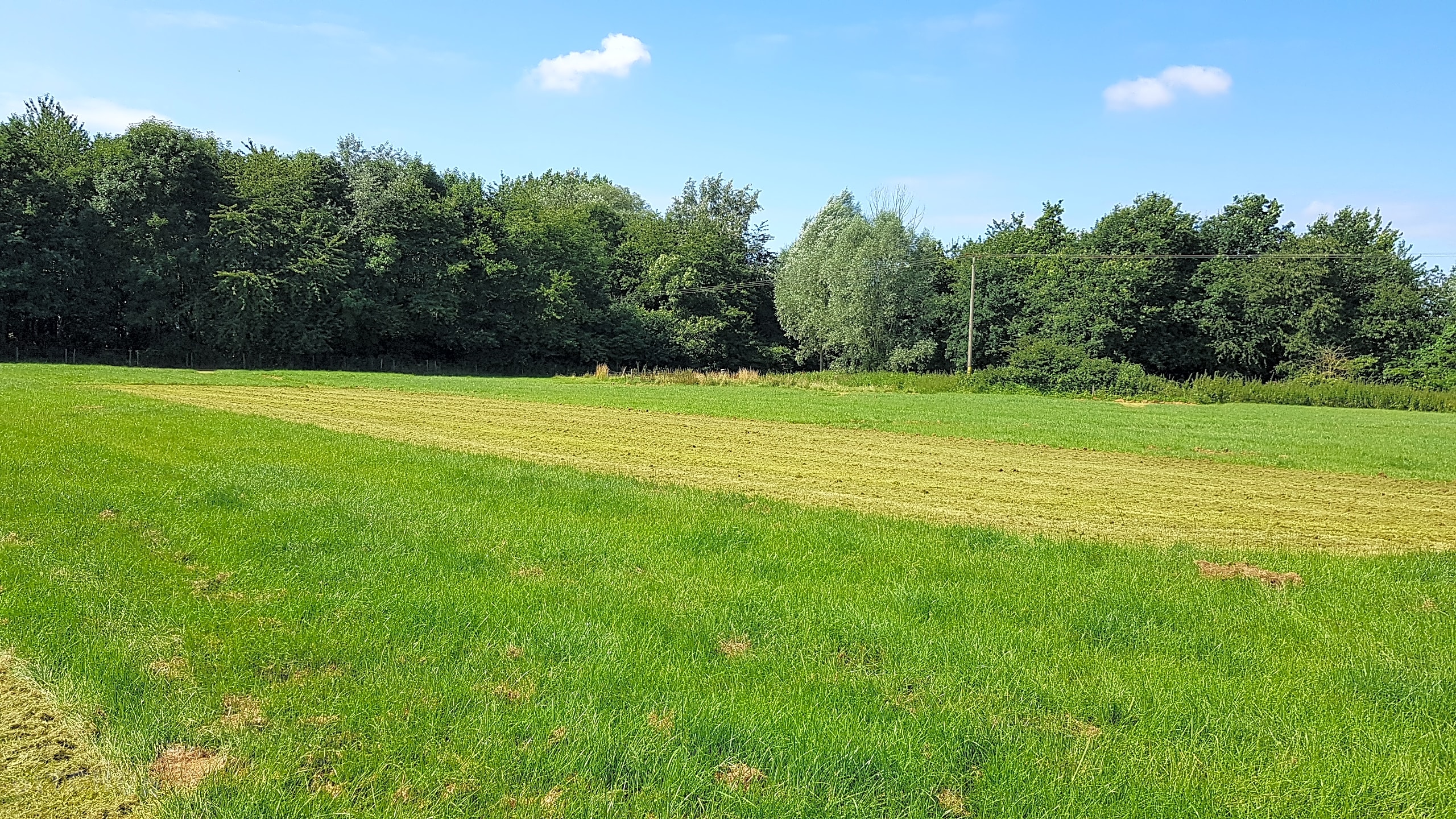 Bridge Field, Chelmsford, Essex | Pitchup.com