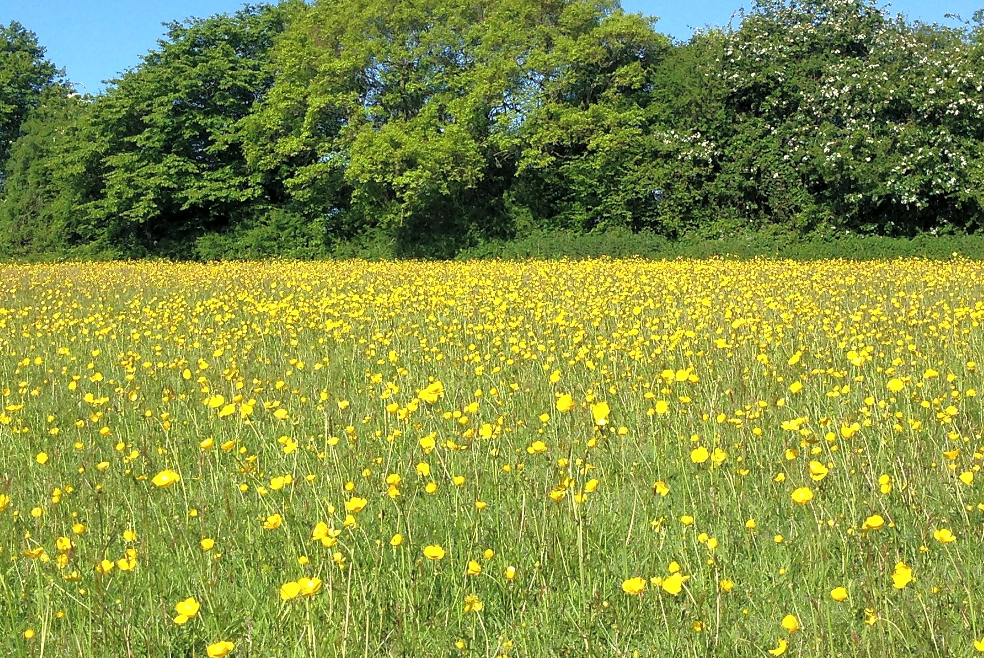 Hale Farm Campsite, Chiddingly, East Sussex - Updated 2026 prices ...