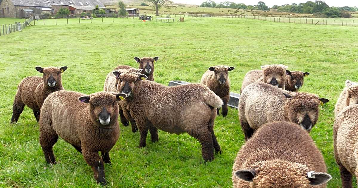 Fell View Park Camping and Caravan Site, Preston - Pitchup®