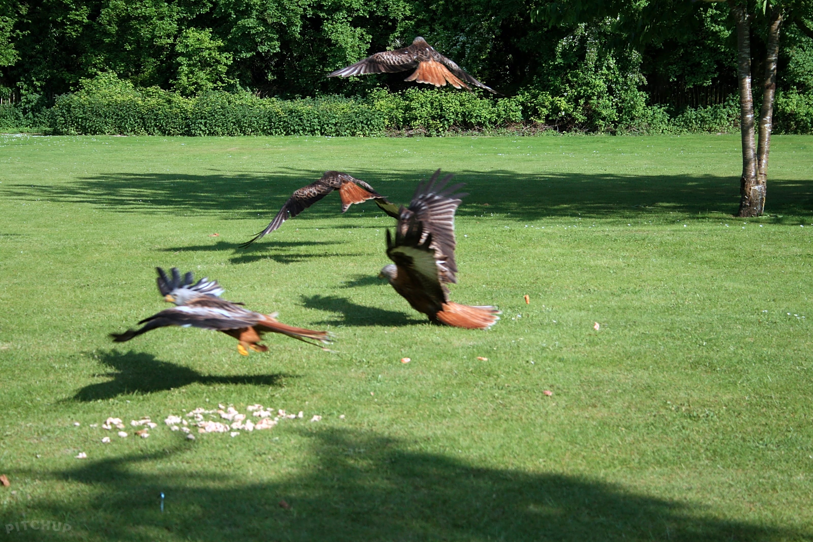 White Mark Farm, Watlington, Oxfordshire | Pitchup.com