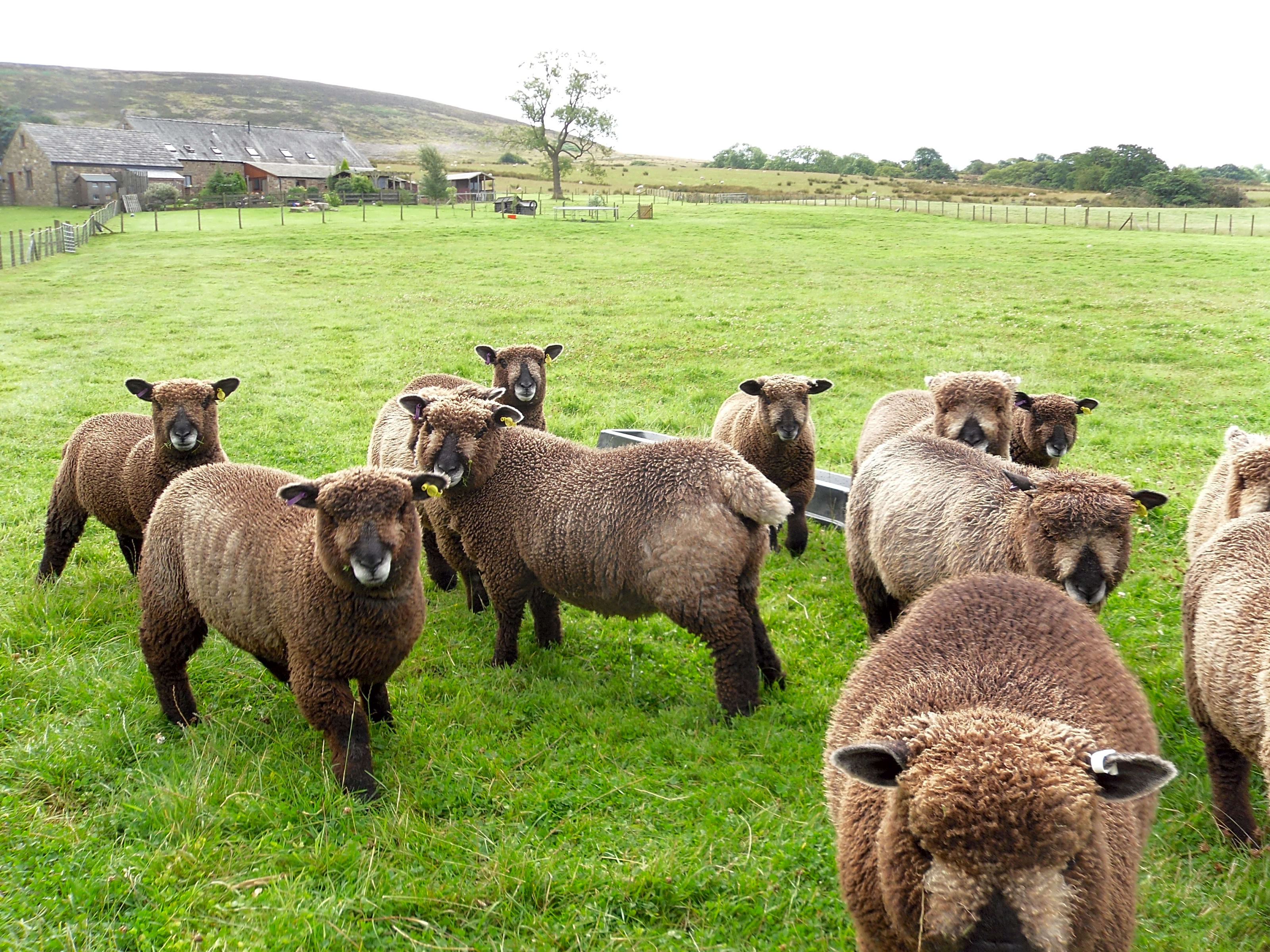 Fell View Park Camping and Caravan Site, Preston, Lancashire | Pitchup.com