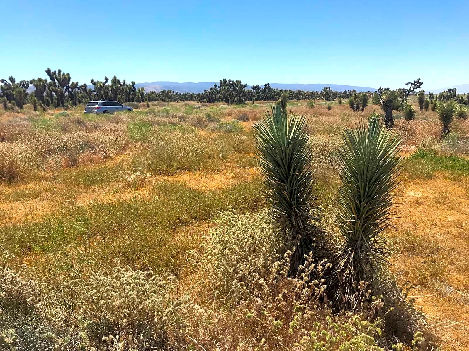 Joshua Tree Ranch, Lancaster, California | Pitchup.com