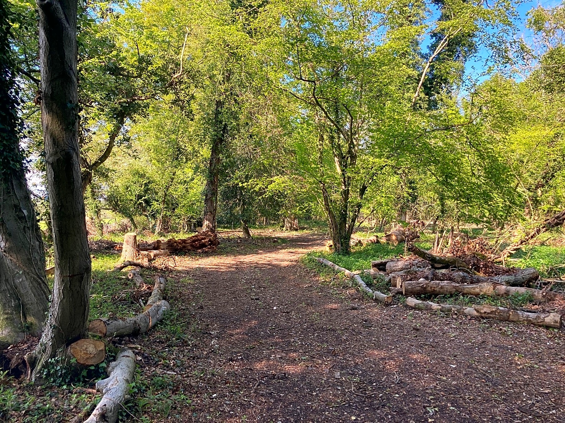 Hundred Acres Woodland Camping, Compton, West Sussex | Pitchup.com