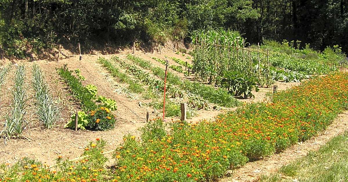 Camping Moulin de Liort, La Salvetat-Peyralès | Pitchup.com