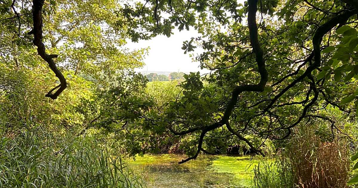Broadleaf Forest Adventures, North Rode | Pitchup.com
