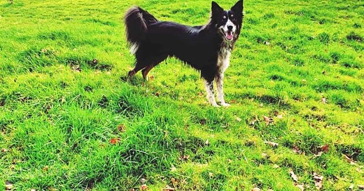 Gypsy Castle Camping, Hay-on-Wye | Pitchup.com