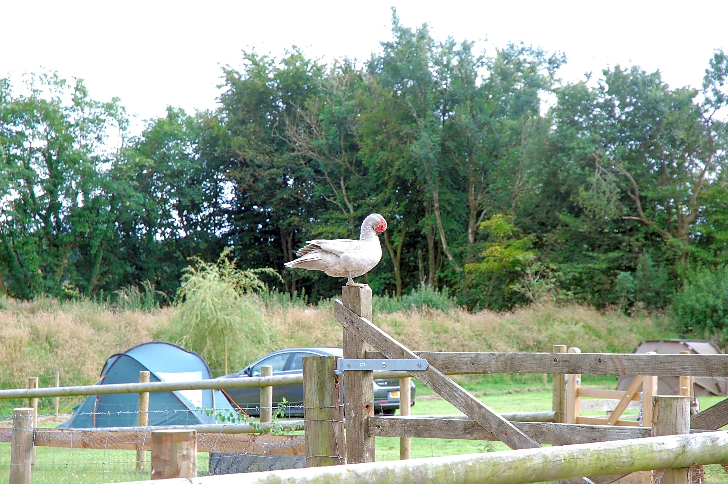 Mount Pleasant Farm, Beaworthy - Updated 2021 prices - Pitchup®