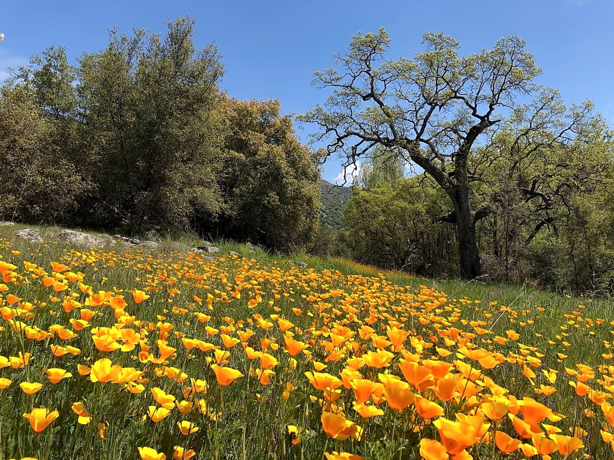 Dunlap Canyon Retreat, Dunlap, California - Updated 2026 prices ...