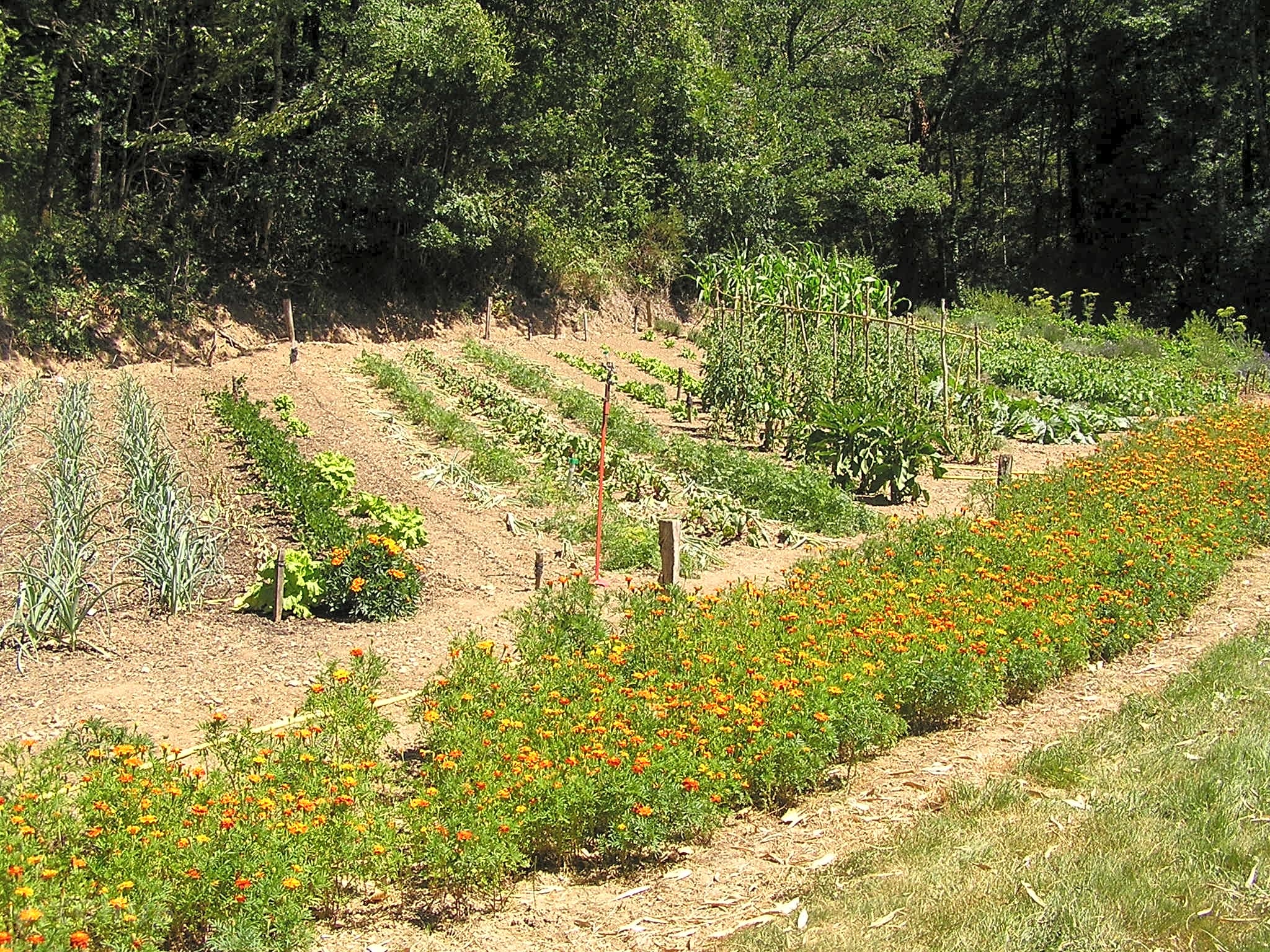 Camping Moulin de Liort, La Salvetat-Peyralès, Aveyron | Pitchup.com