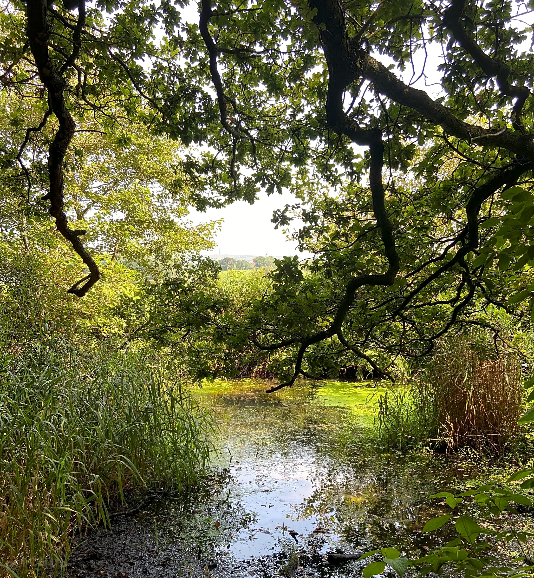 Broadleaf Forest Adventures, North Rode, Cheshire | Pitchup.com