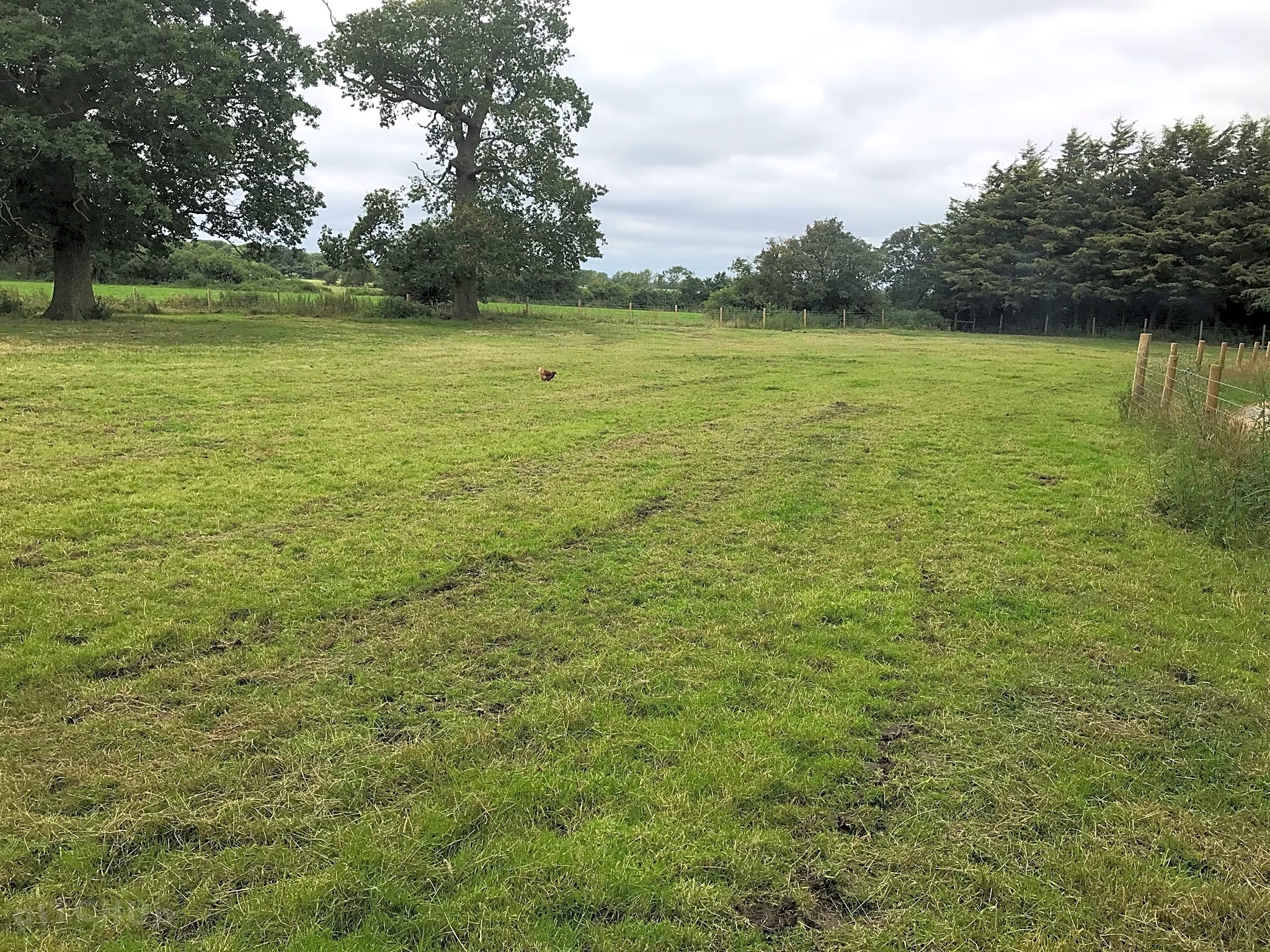 Peacock Farm Paddock, Southwold, Suffolk | Pitchup.com